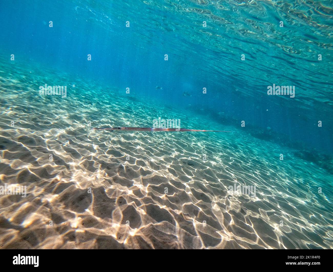 Close up view of tropical bluespotted cornet fish, smooth cornet fish ...