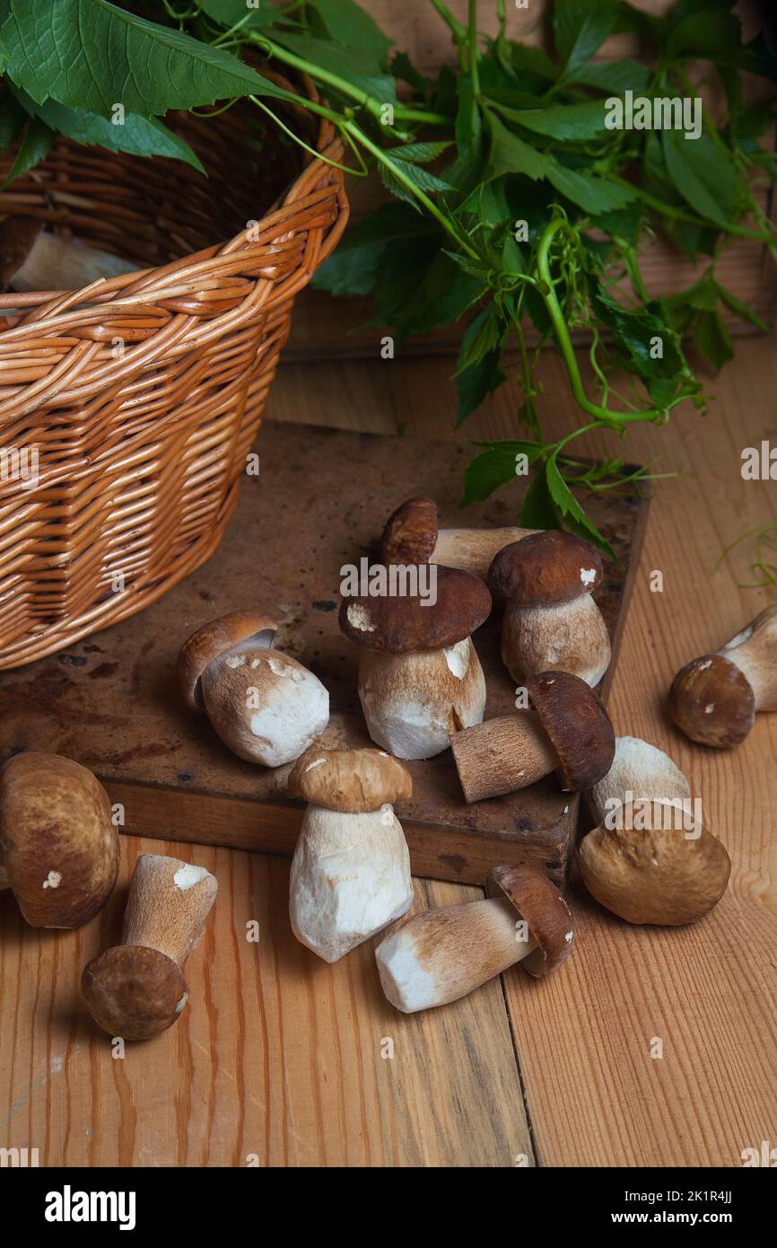 Crop of forest edible mushrooms. Pile of picked wild porcini mushrooms ...