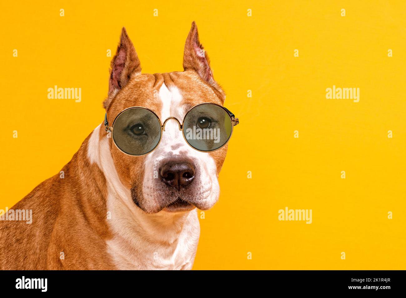 dog breed american staffordshire terrier in sunglasses on a yellow ...