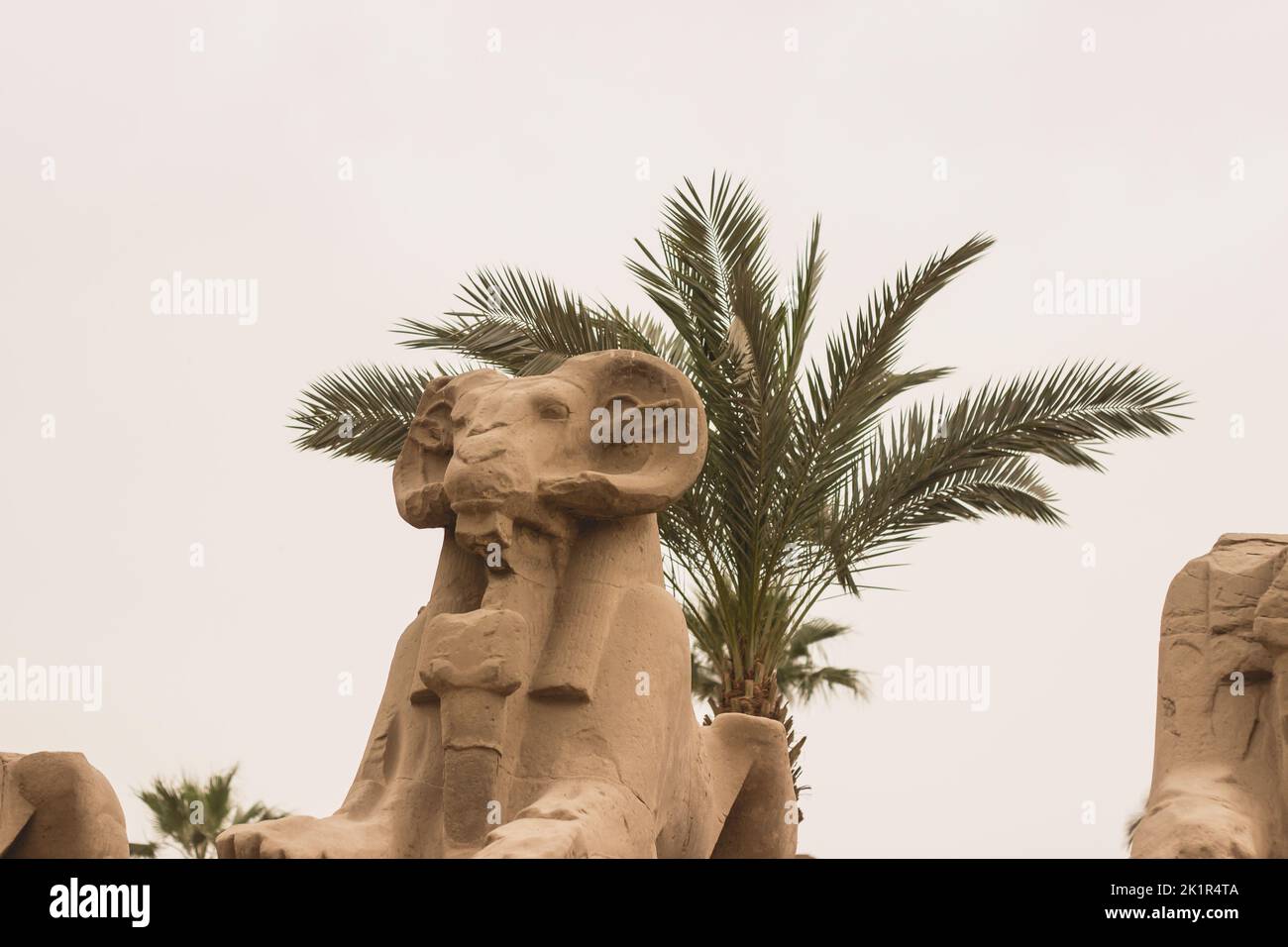 Ancient Sculptures of criosphinx in Karnak temple in Luxor under palm ...