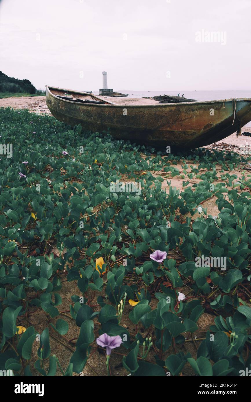 Boat and Petunia on beach Stock Photo - Alamy