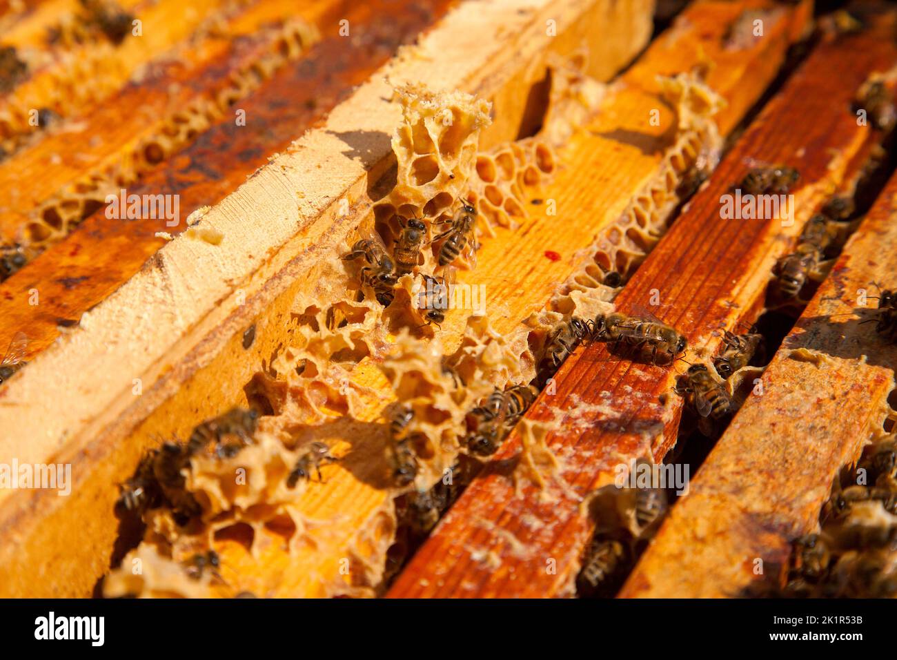 Frames of a beehive. Close up view of the opened hive body showing the ...