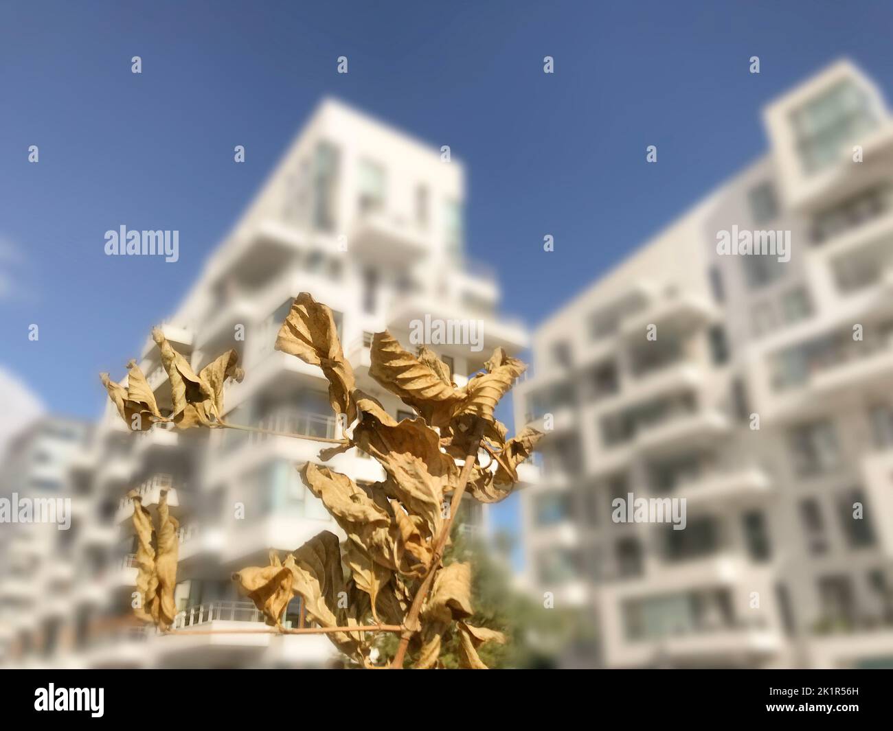 Withered dead fall leaves in front of blurred modern white residential ...