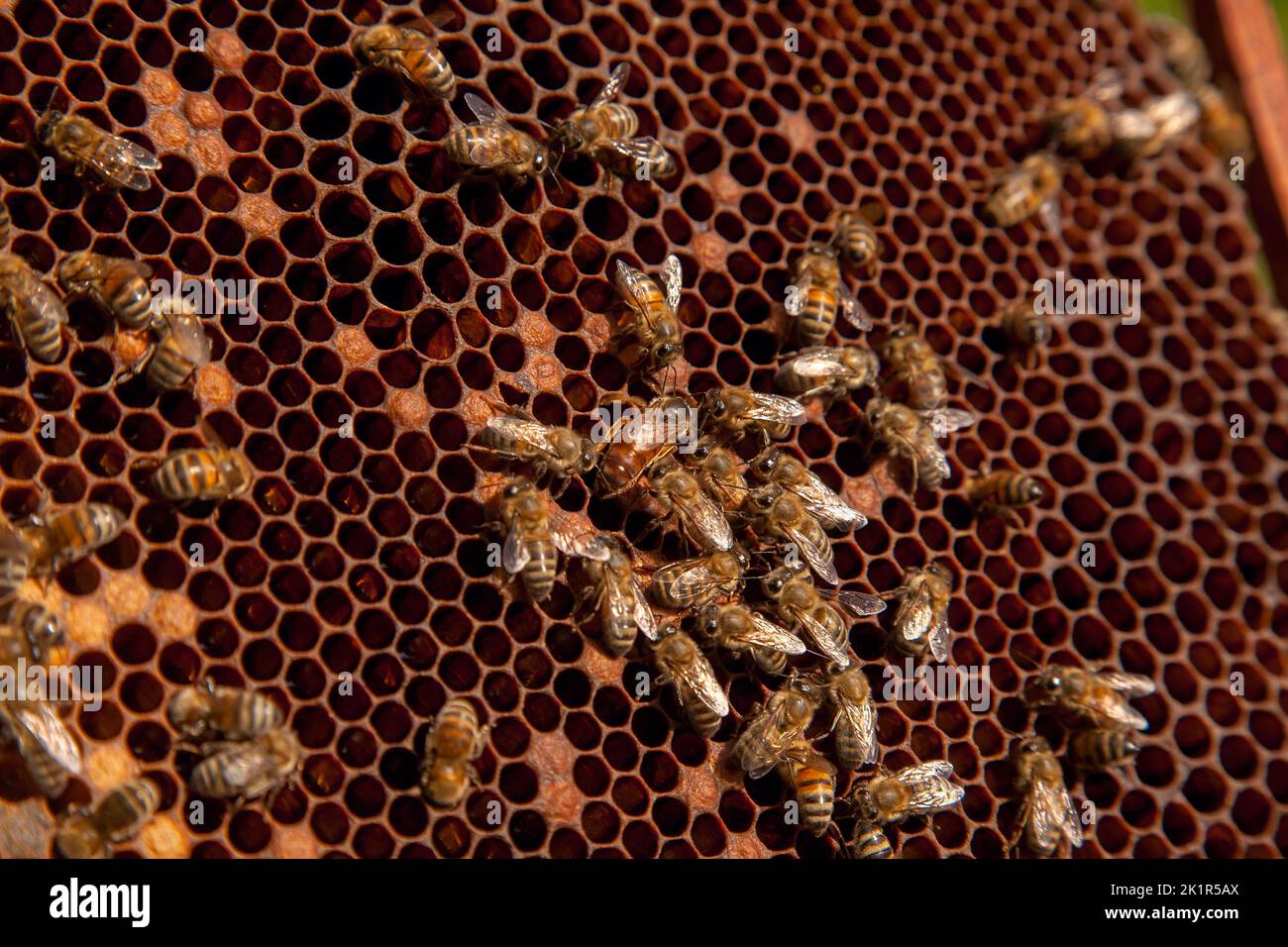 Bee queen in beehive. Queen bee in a beehive laying eggs supported by ...