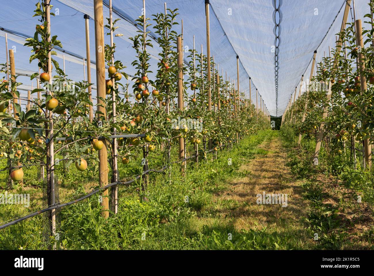 Fruit orchard with apple trees protected by canvas fence with watering ...