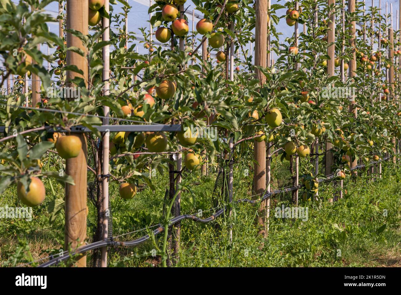 Fruit orchard with apple trees protected by canvas fence with watering ...
