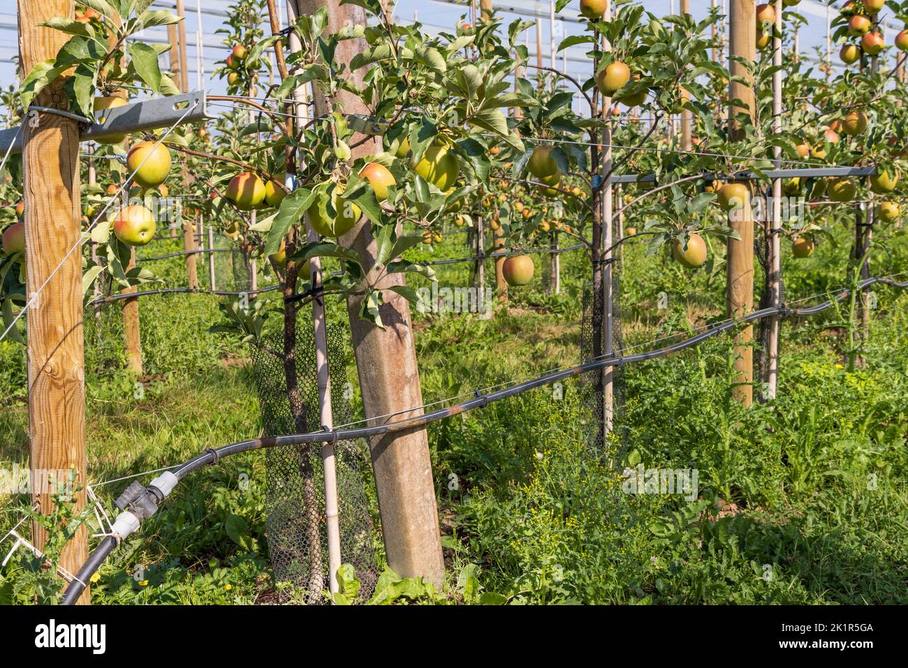 Fruit orchard with apple trees protected by canvas fence with watering ...