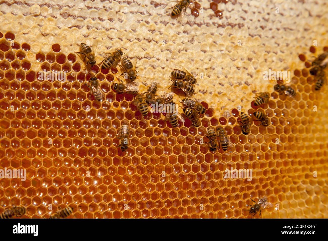 Frames of a beehive. Busy bees on the yellow honeycomb with open and ...