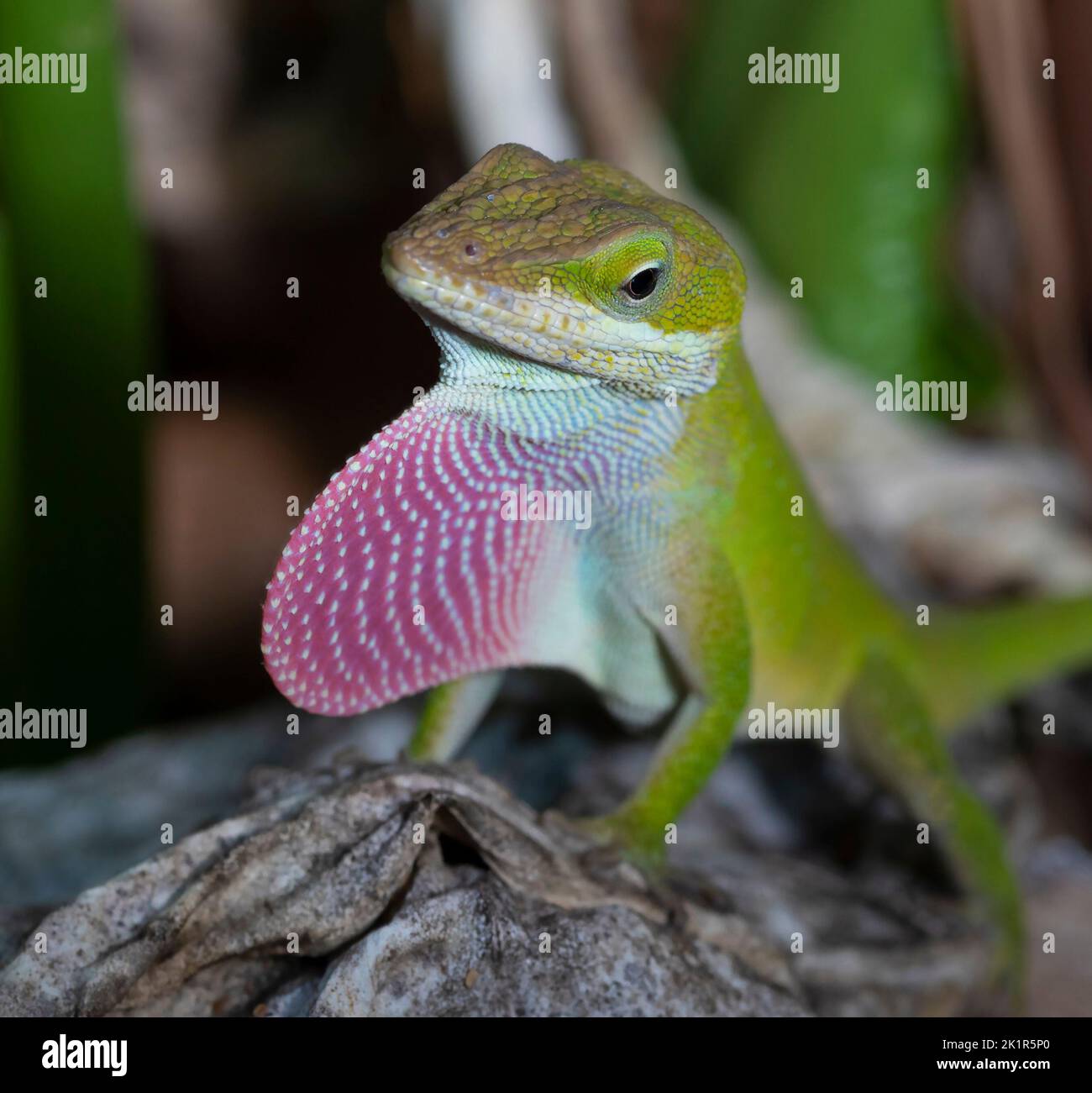 Mating season for a gecko in North Carolina Stock Photo - Alamy