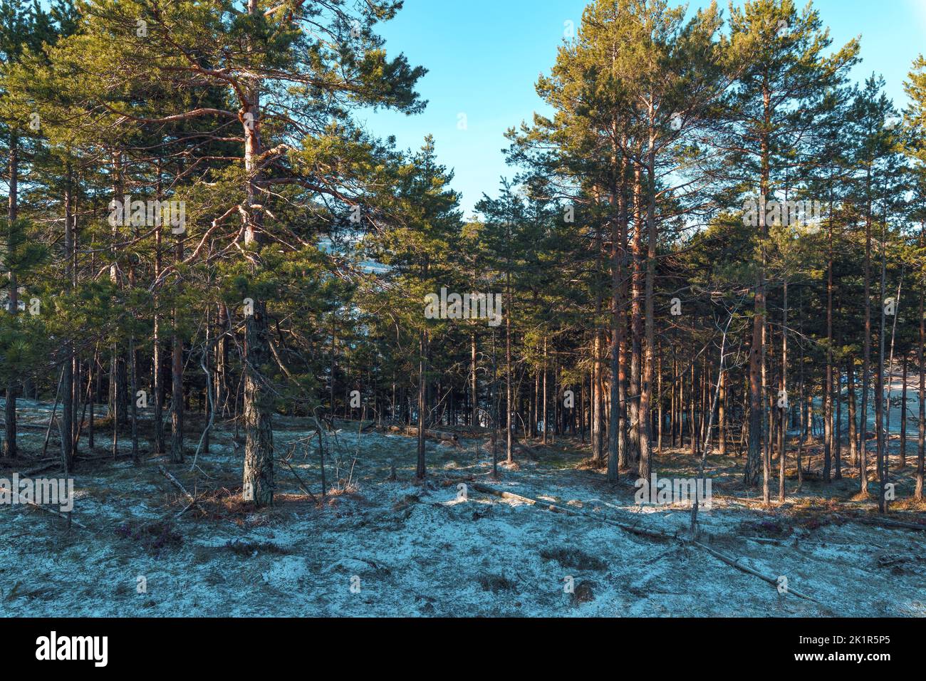 Evergreen trees of Divcibare region in Serbia in cold winter morning ...