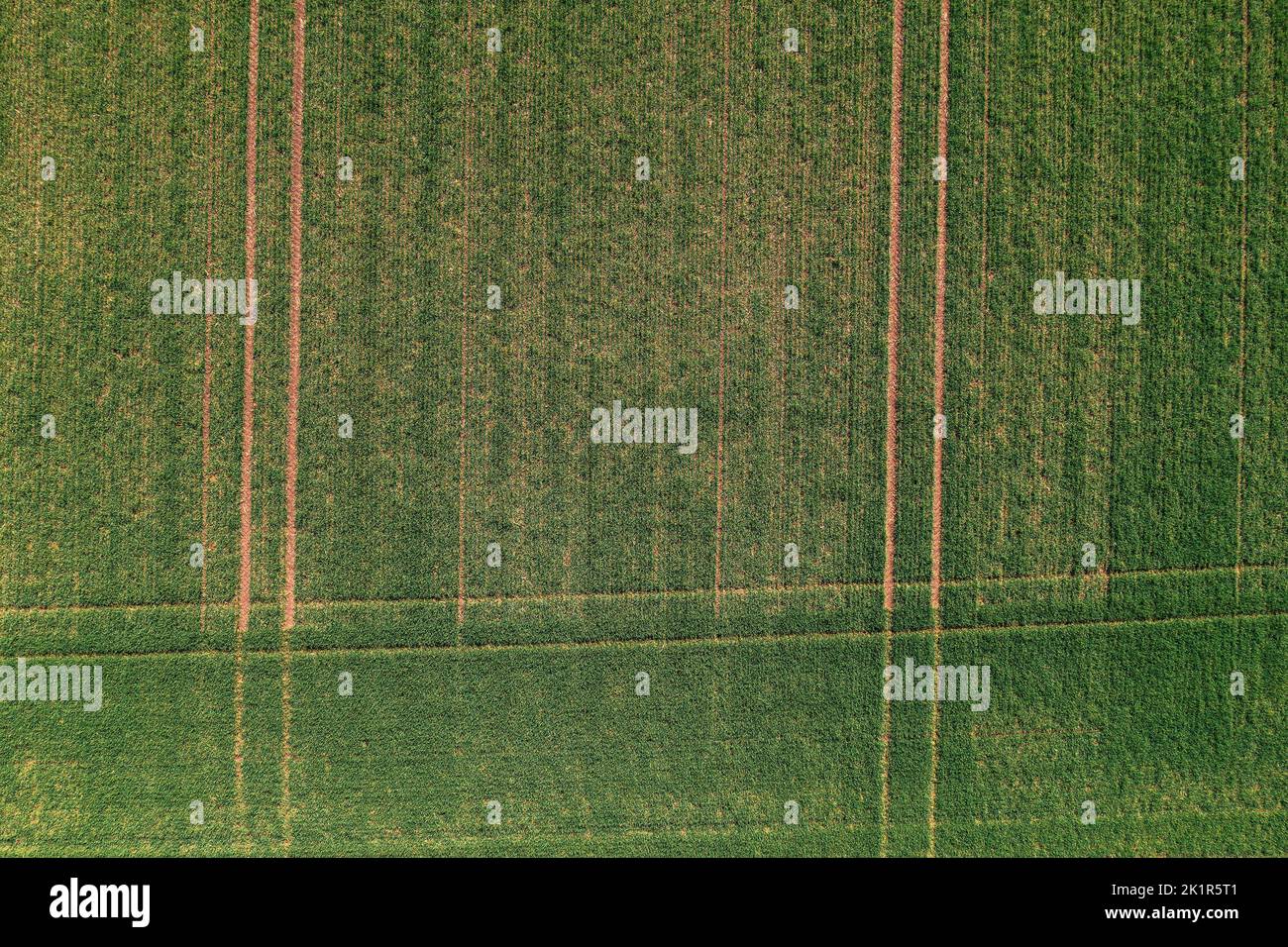 Aerial view of green wheat crop seedling field, top view drone pov ...