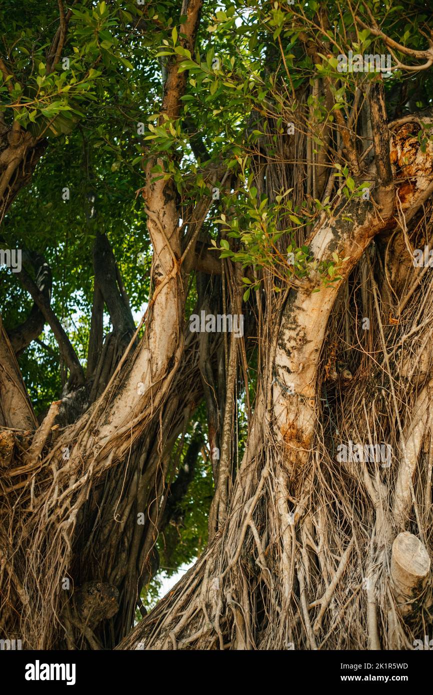 A vertical shot of a banyan tree in Cozumel island, Quintana Roo ...