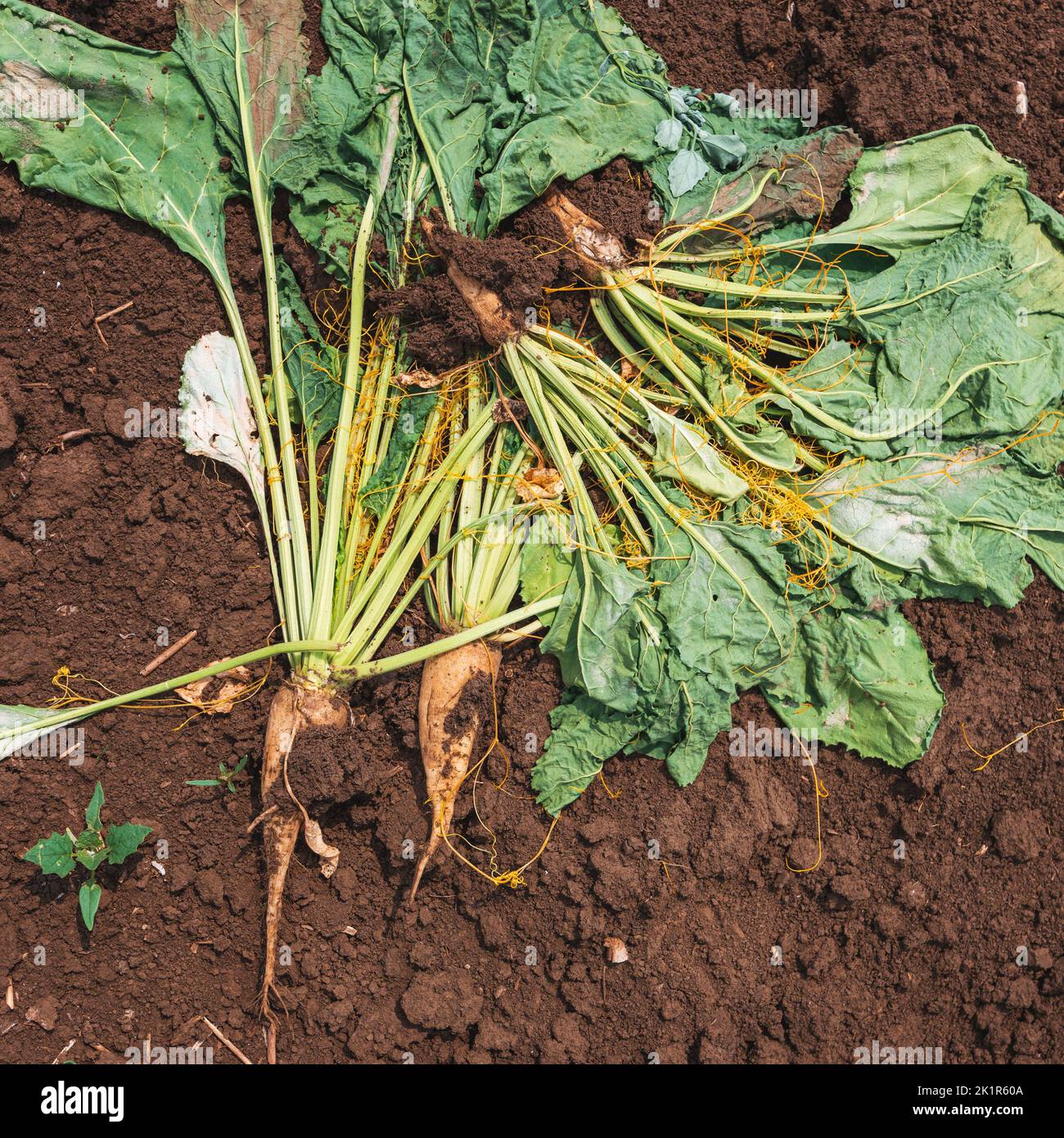 Harvested sugar beet root crop on plantation field ground, top down ...