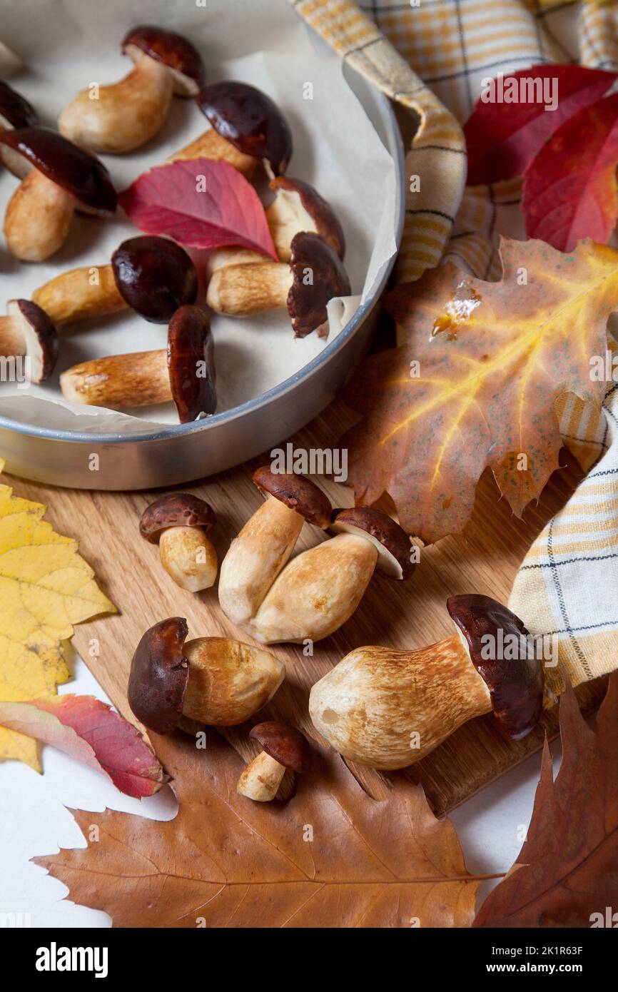 Autumn composition of several Imleria Badia or Boletus badius mushrooms ...