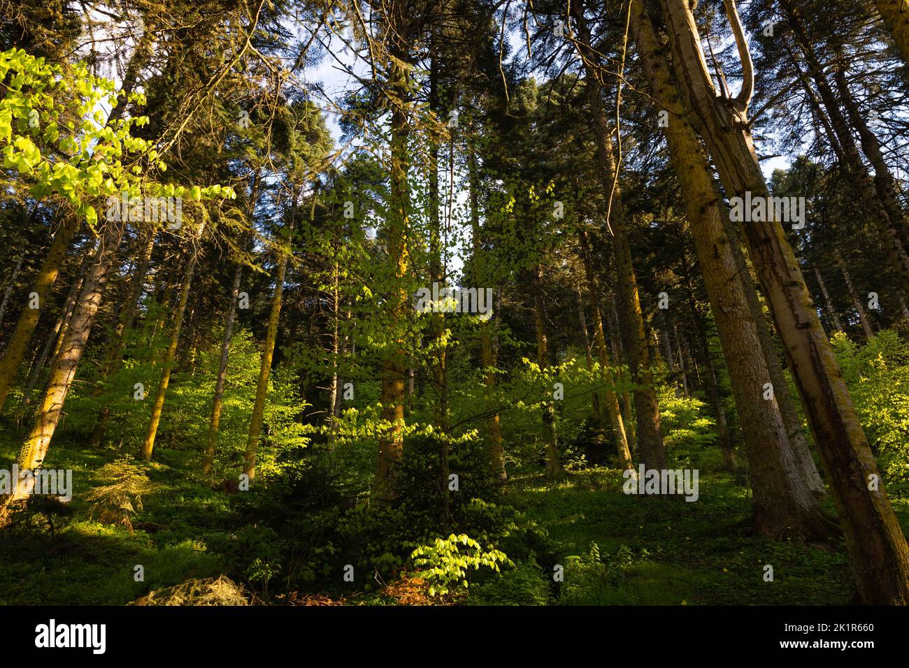 Lush forest with pine trees. Carbon neutrality or carbon net zero ...