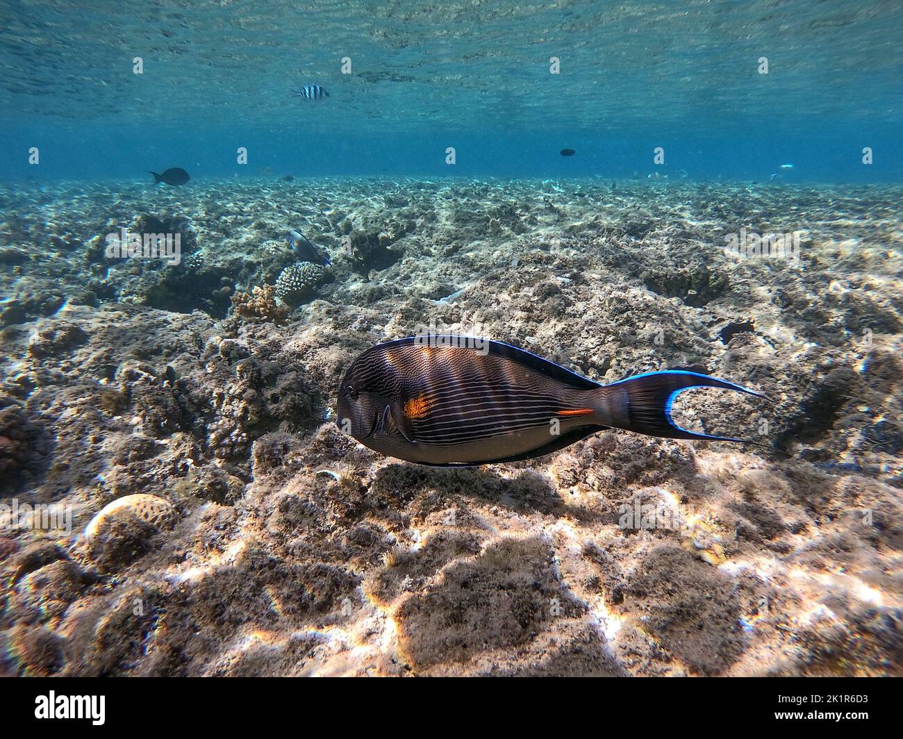 Close up view of Colorful tropical fish Sohal Surgeon fish (Acanthurus ...