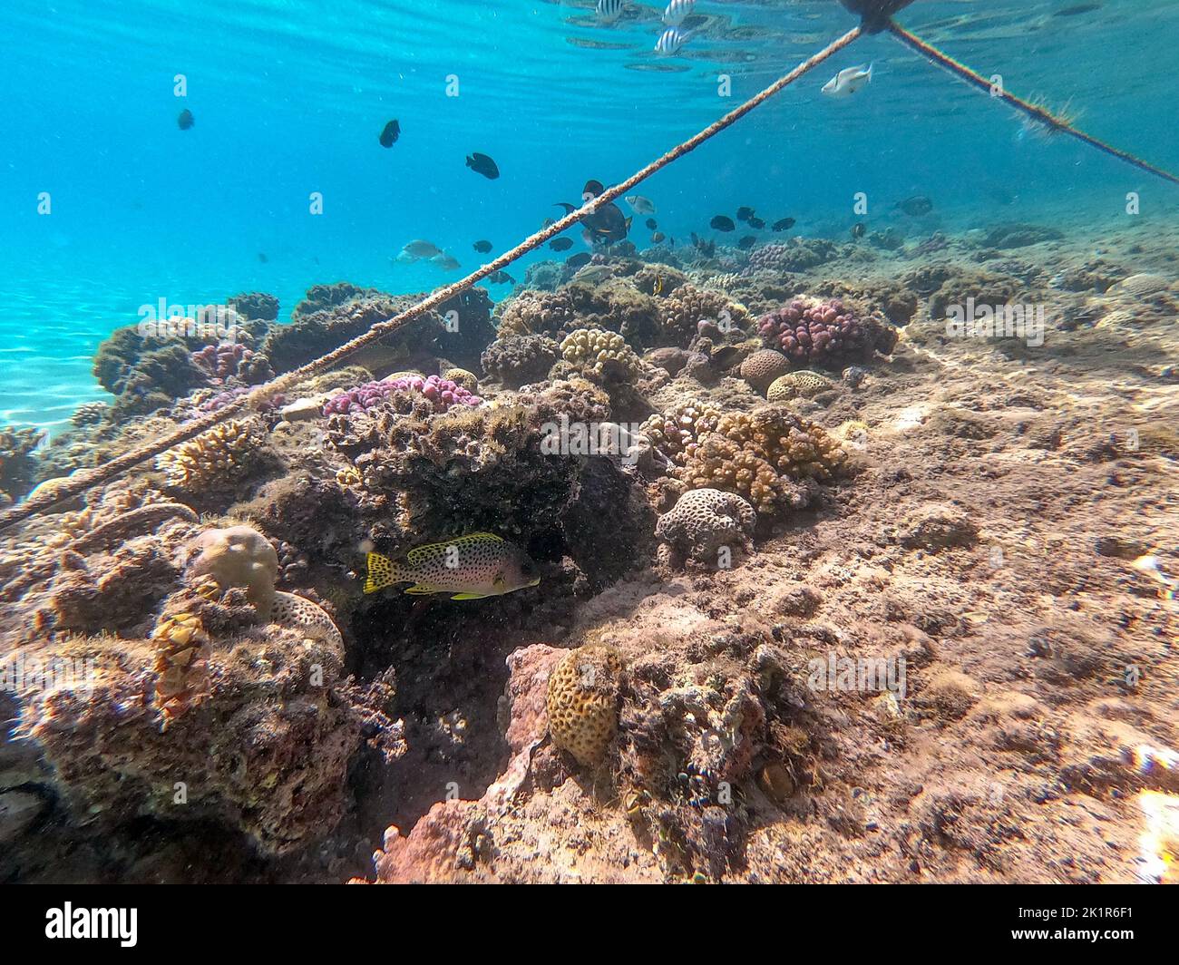 Close up view of Colorful tropical blackspotted rubberlip fish or ...