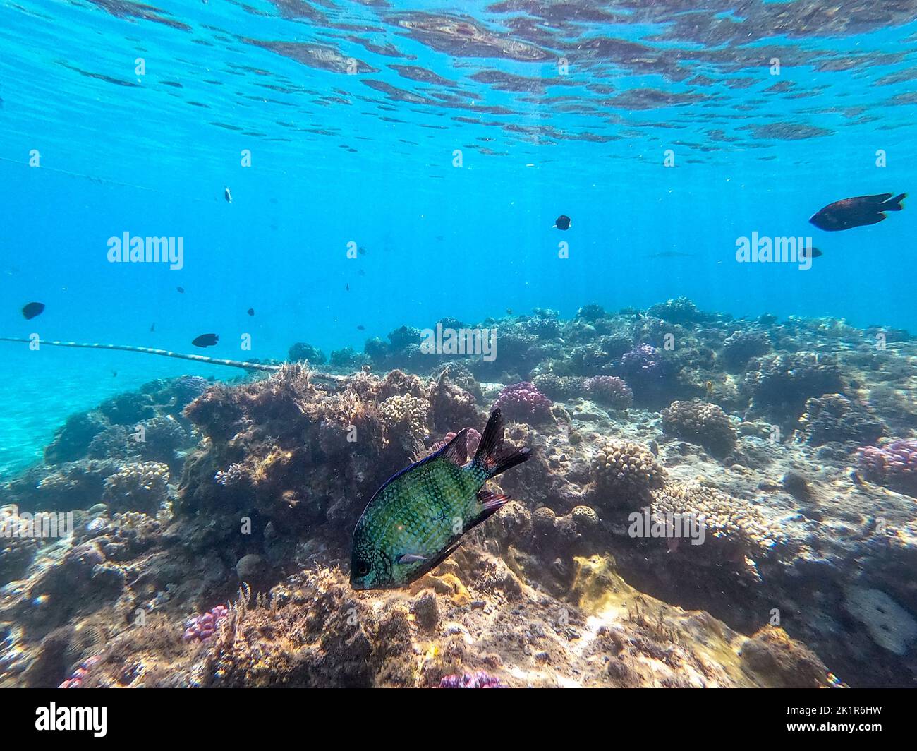 African Sergeant known as Abudefduf hoefleri underwater at the coral ...