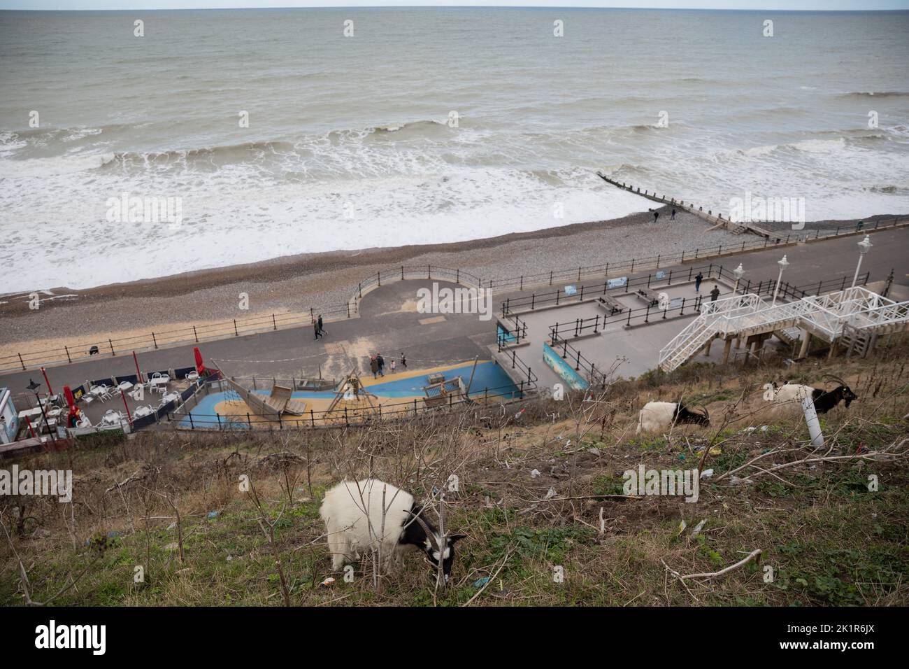 Goats are seen on the cliffs near Cromer Pier, Norfolk, UK Stock Photo ...