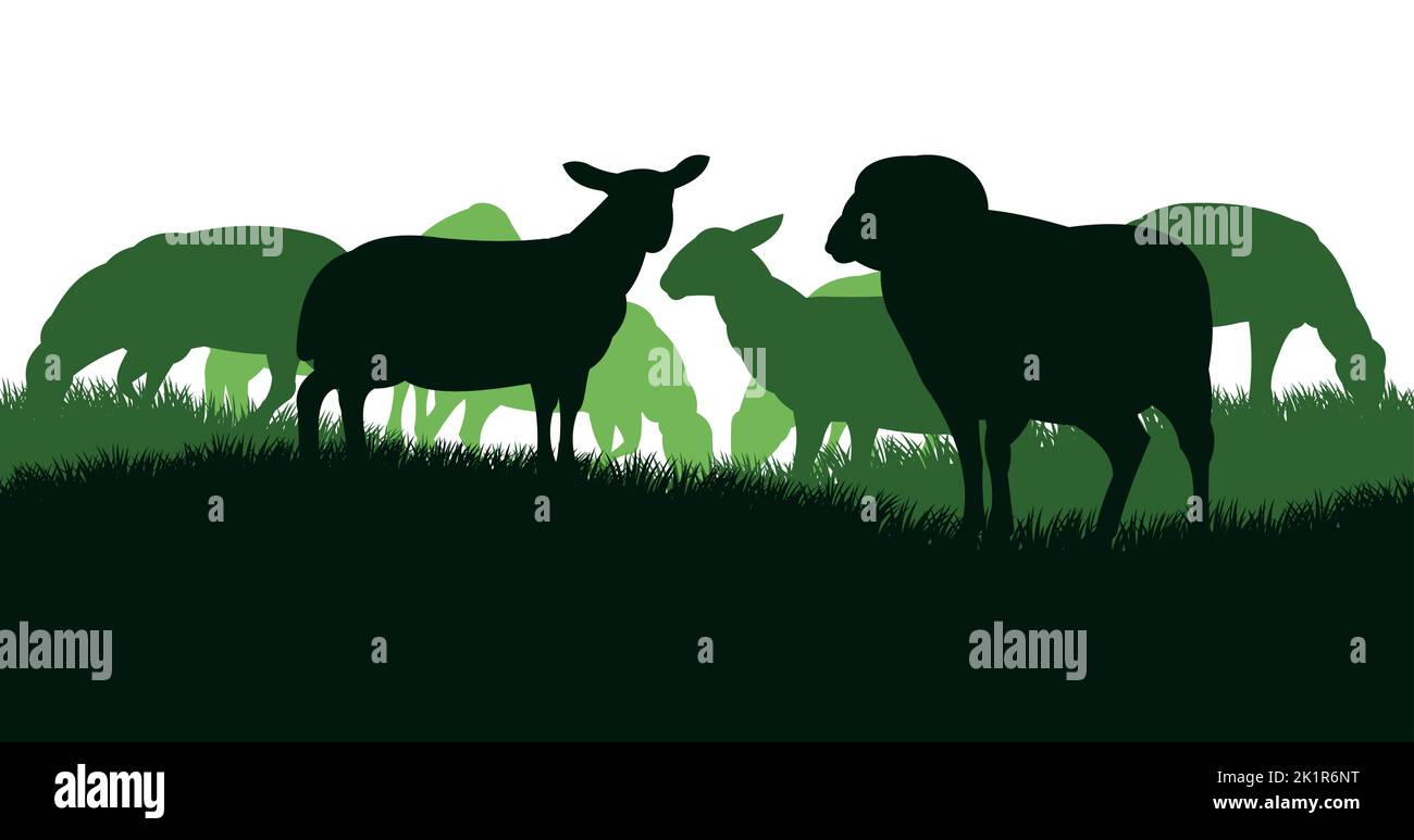 Sheep graze in pasture. Picture silhouette. Farm pets. Domestic animals ...