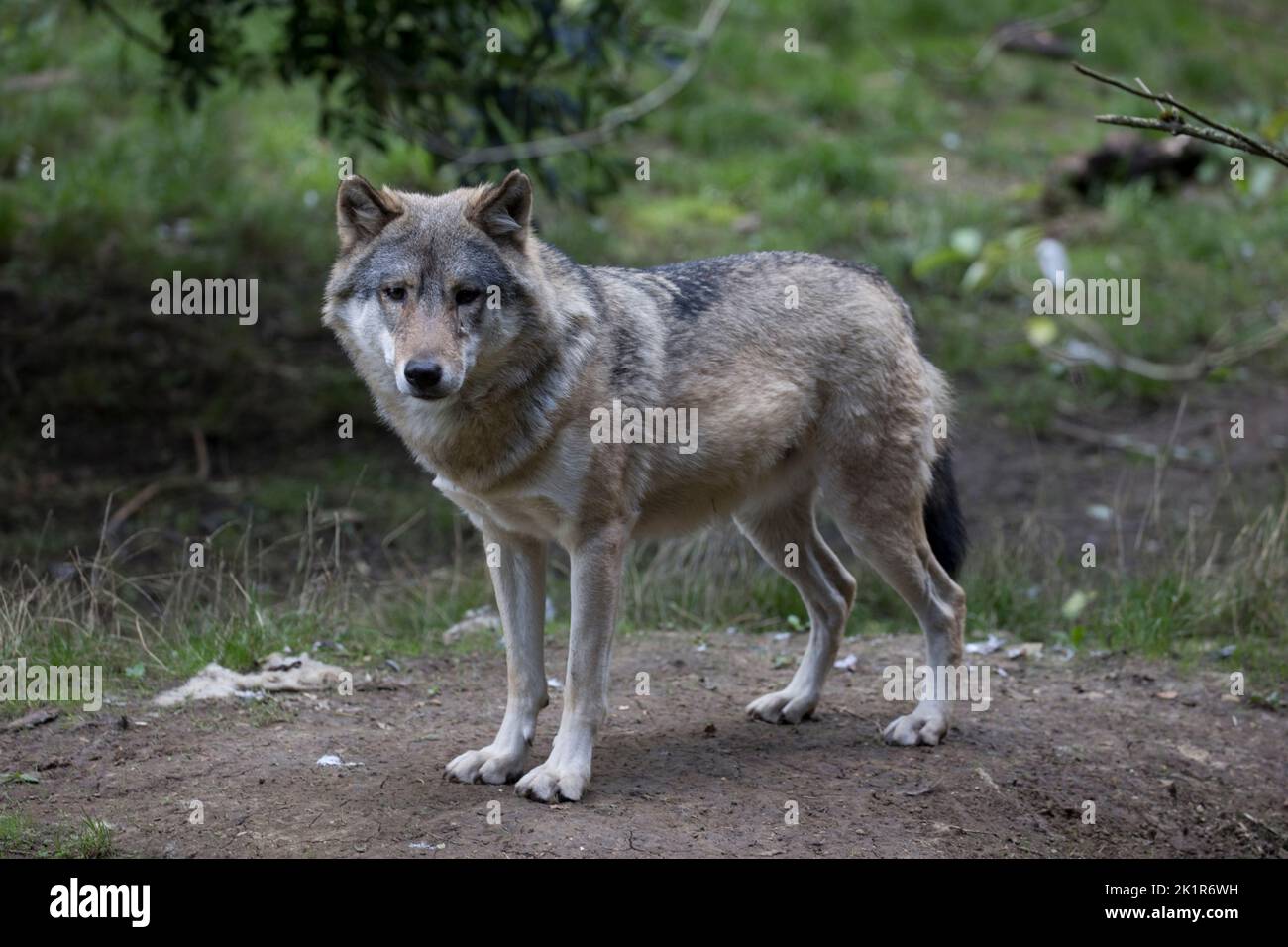 Eurasian grey wolf Canis lupus lupus Cotswold Wildflie Park, Burford ...
