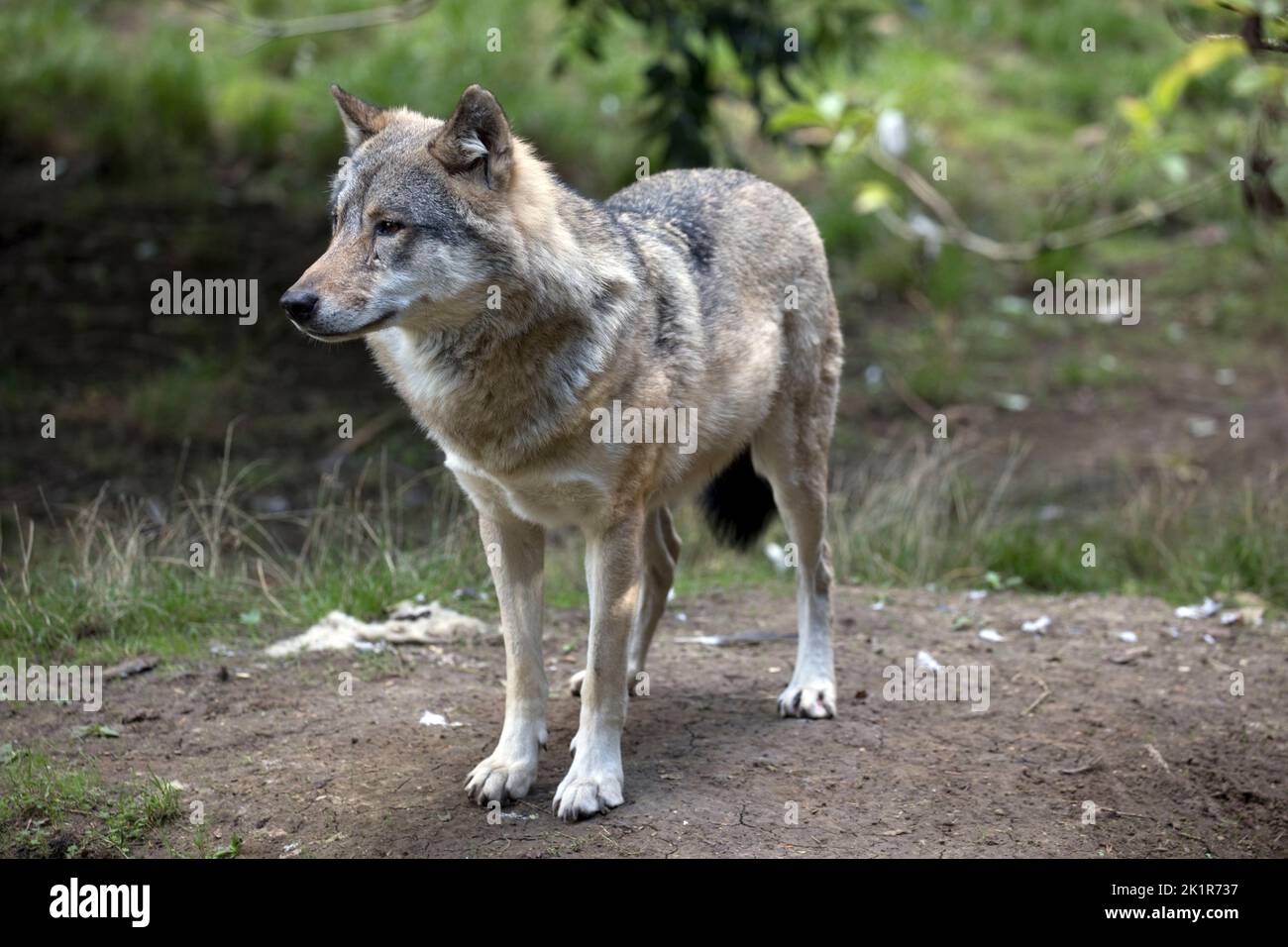 Cotswold wildflie park hi-res stock photography and images - Alamy