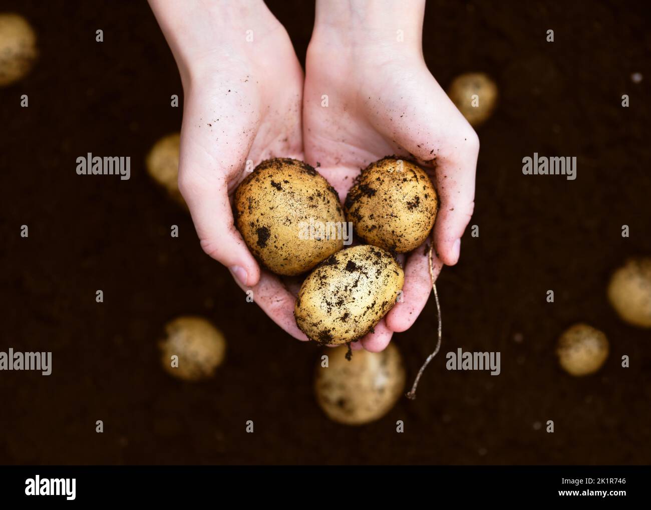 Top view of girl's hands holding heap of fresh raw potatoes harvested ...