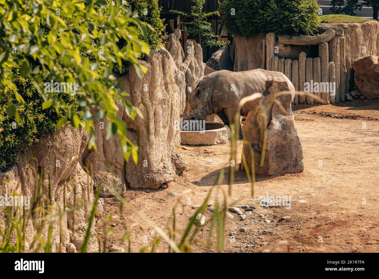 The white rhinoceros in the zoo. Cumiana, Turin, Italy Stock Photo - Alamy