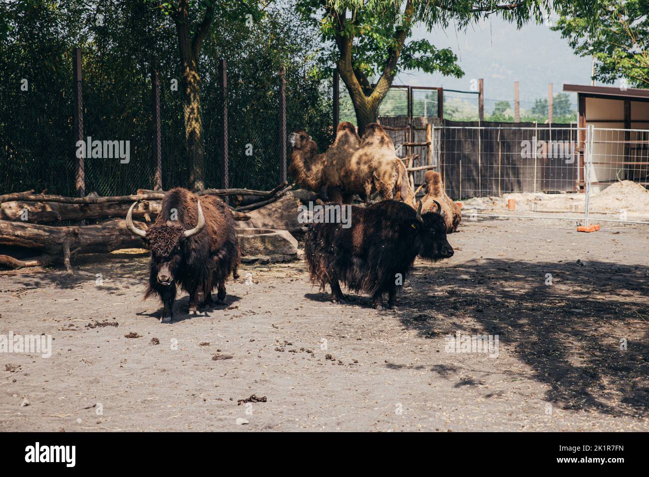 The yaks and camels in the zoo. Cumiana, Turin, Italy Stock Photo - Alamy