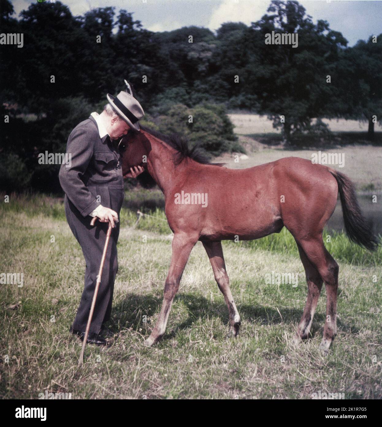 Winston Churchill with thoroughbred foal at Chartwell. 1950 Stock Photo ...