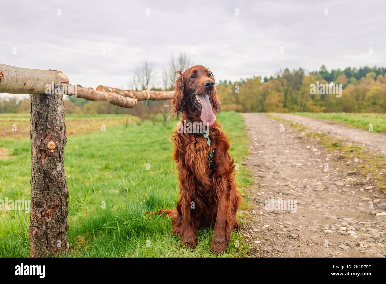 Closeup adorable irish setter hi-res stock photography and images - Alamy