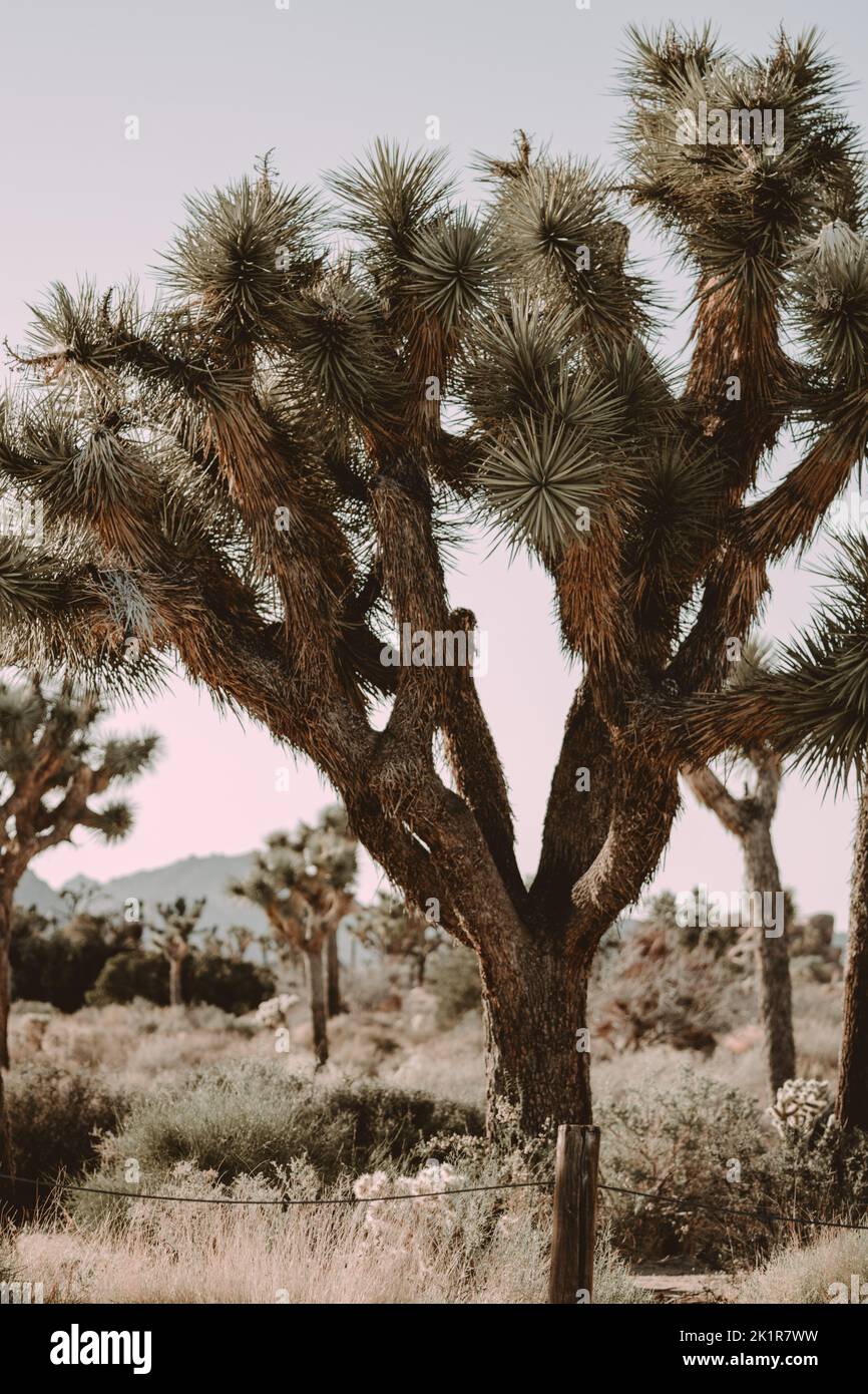 A beautiful shot of Joshua trees in a national park Stock Photo - Alamy