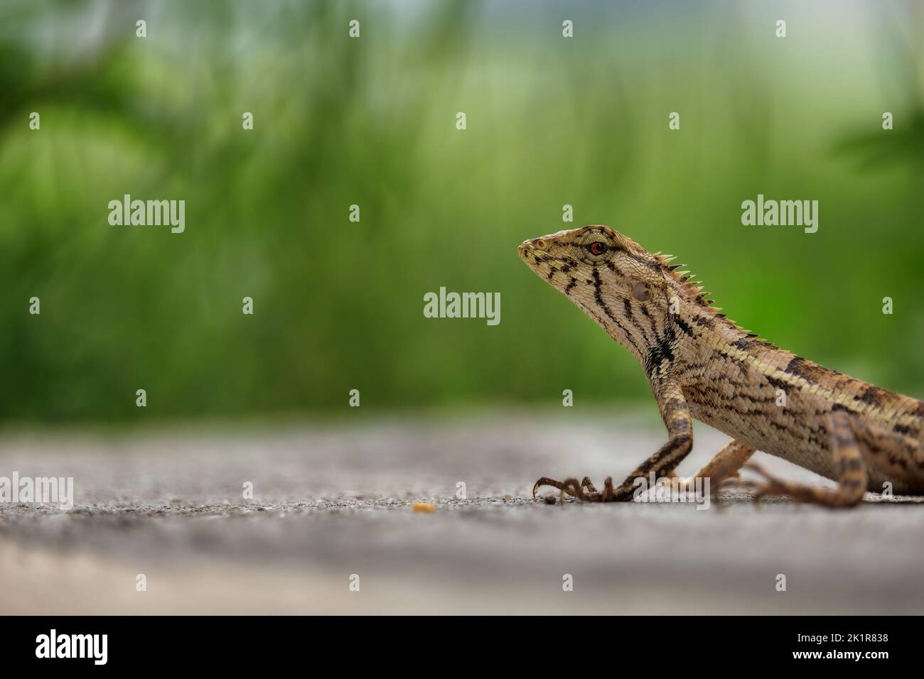 Brown headed lizard chameleon in Thailand looking into lens. Red headed ...