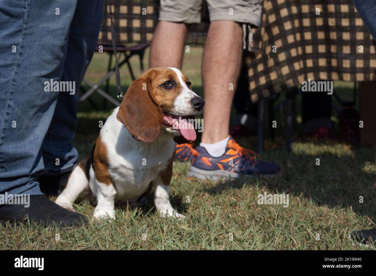 White And Brown Basset Hound Dog Portrait sitting by owner at an Event ...