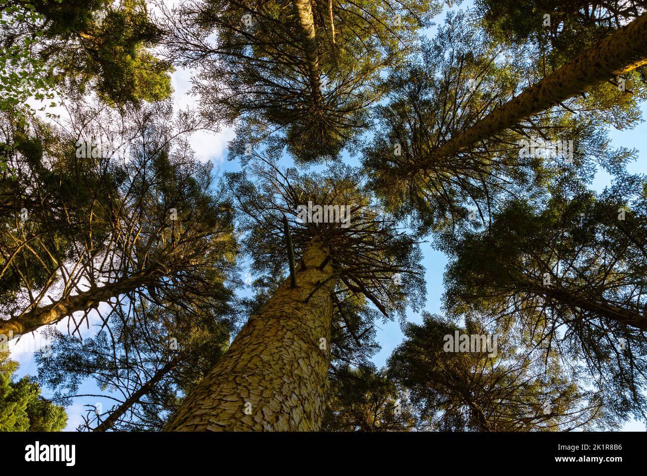 Pine trees from below. Forest and nature background. Carbon net zero ...