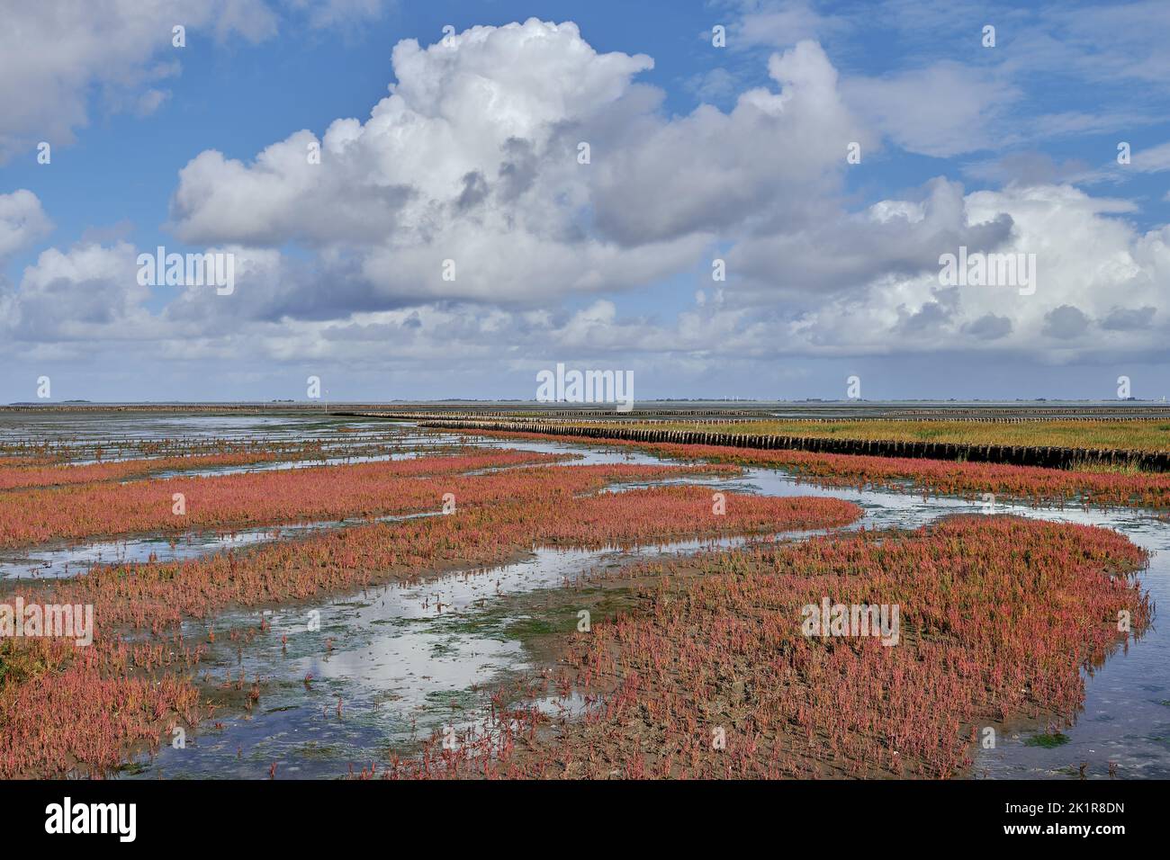 Salt Marsh with common Glasswort (Salicornia europaea) at North Sea ...