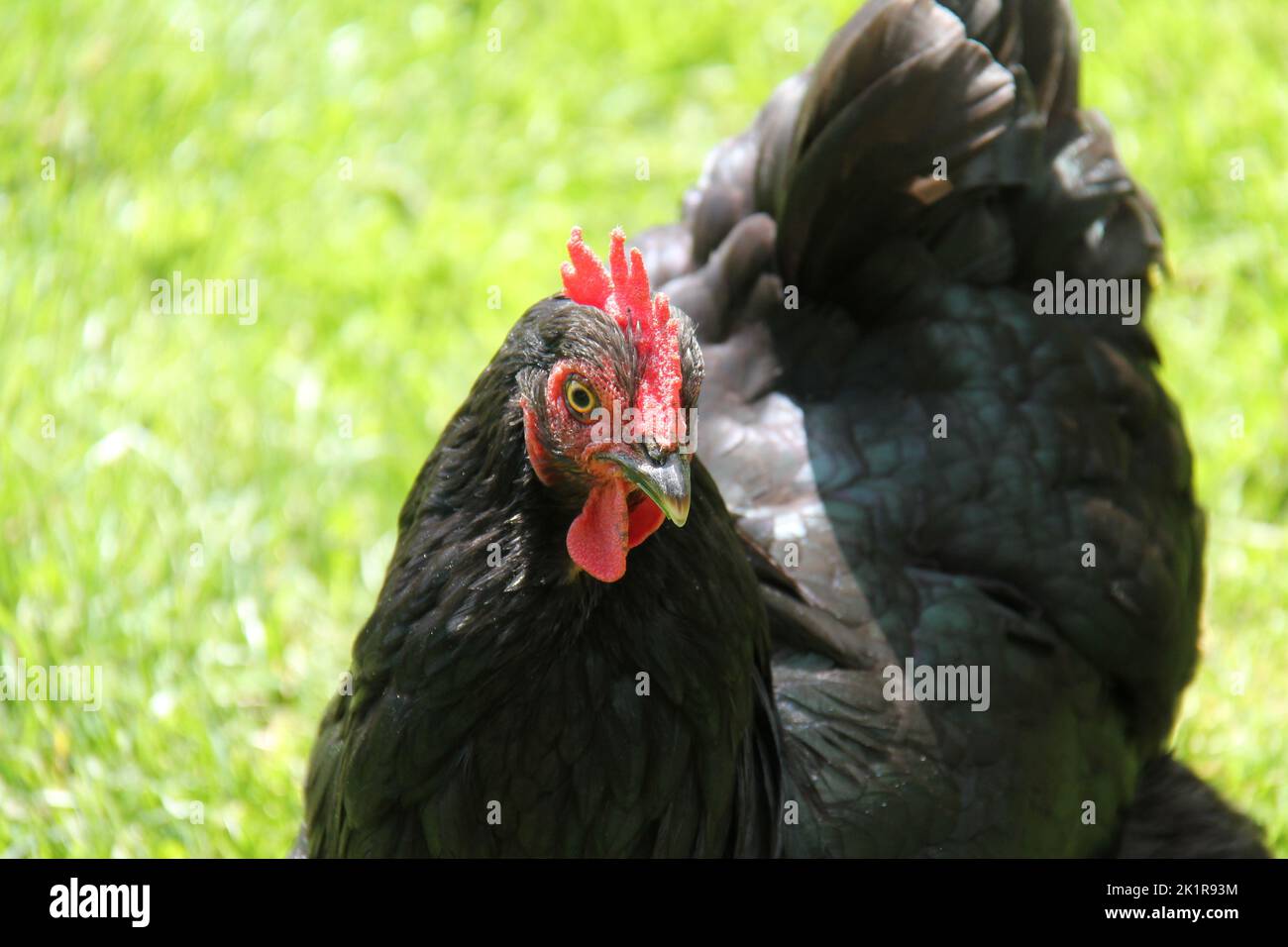 A Black and Red Egg Laying Australorp Farm Chicken Stock Photo - Alamy