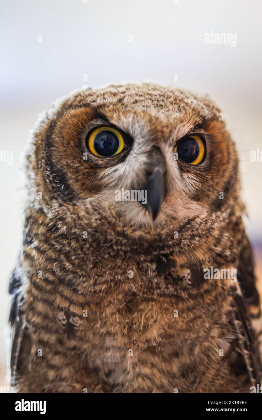 A vertical closeup shot of a curious owl staring at the camera Stock ...