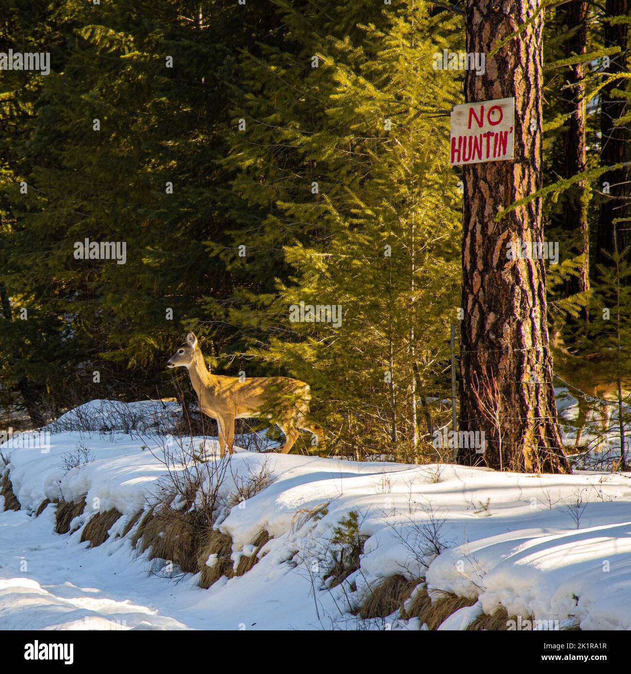 A Siberian roe deer (Capreolus pygargus) under the no huntin' sign in ...