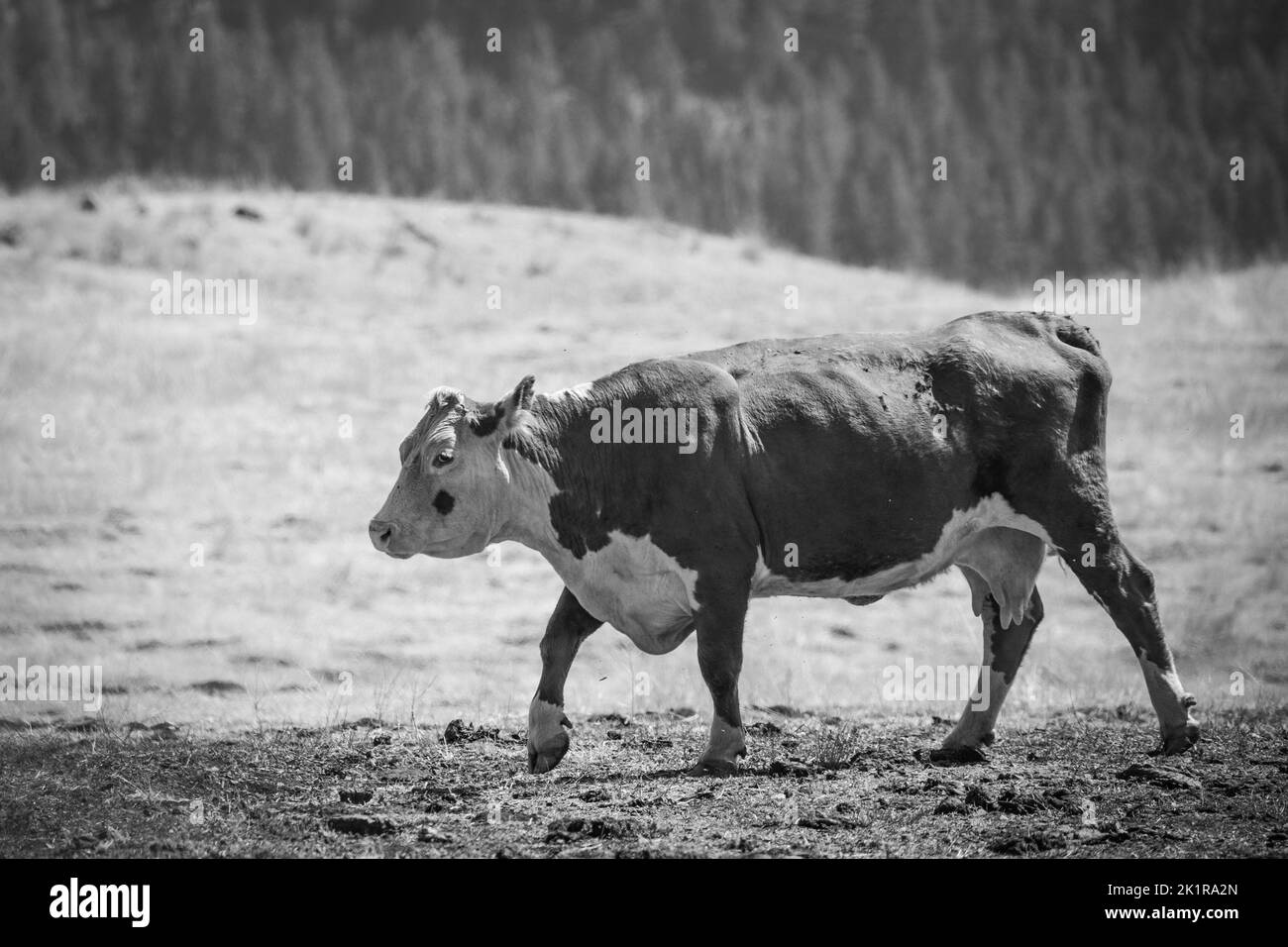 Walking his cow Black and White Stock Photos & Images - Alamy