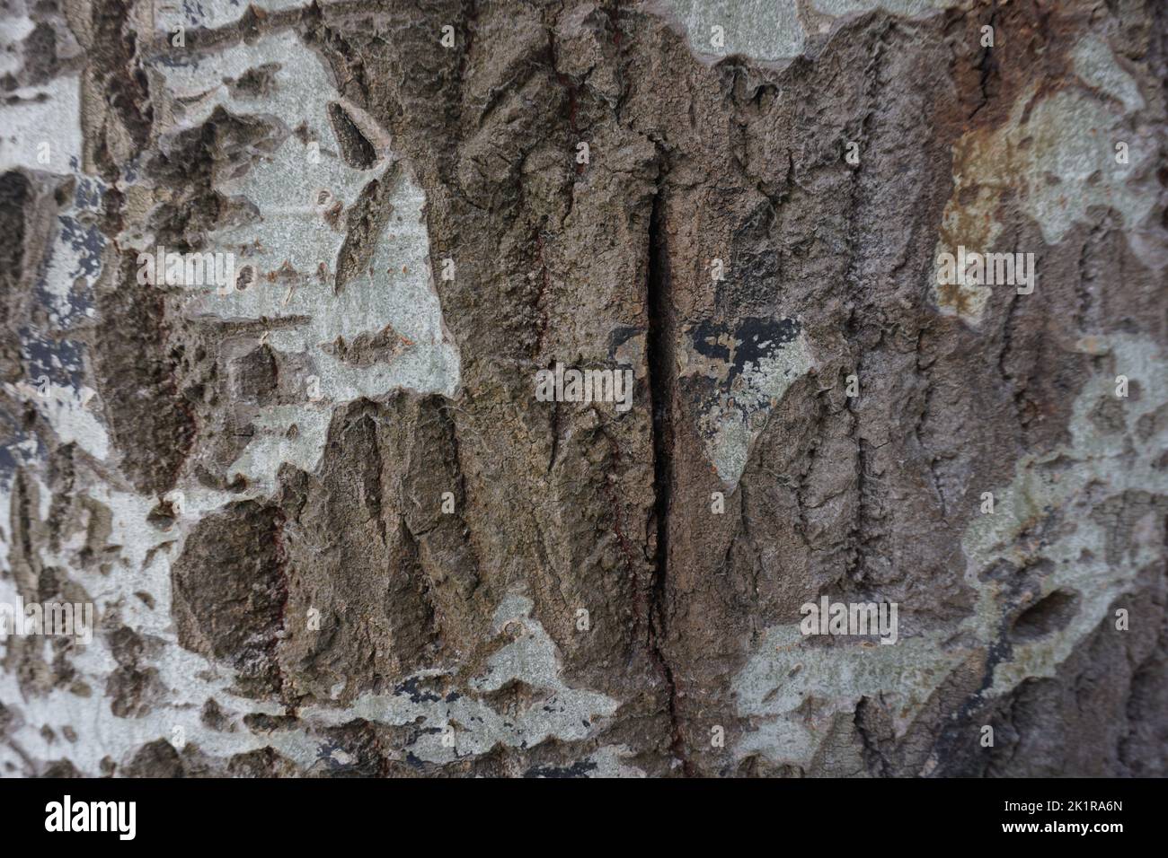 natural exterior of an old tree, background Stock Photo - Alamy