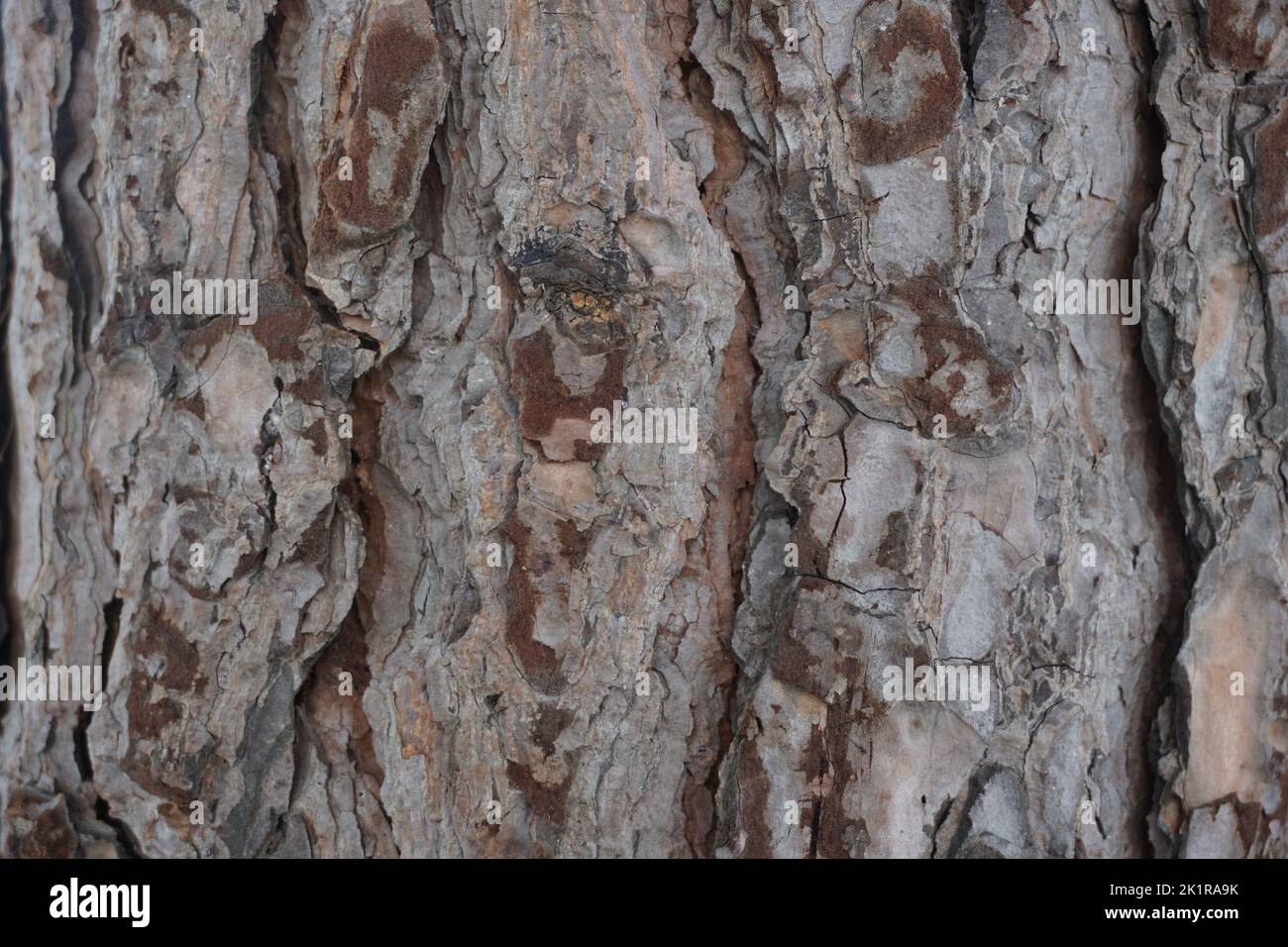 natural exterior of an old tree, background Stock Photo - Alamy