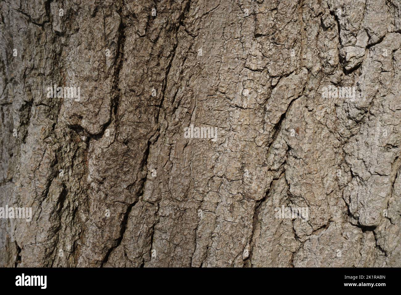 natural exterior of an old tree, background Stock Photo - Alamy