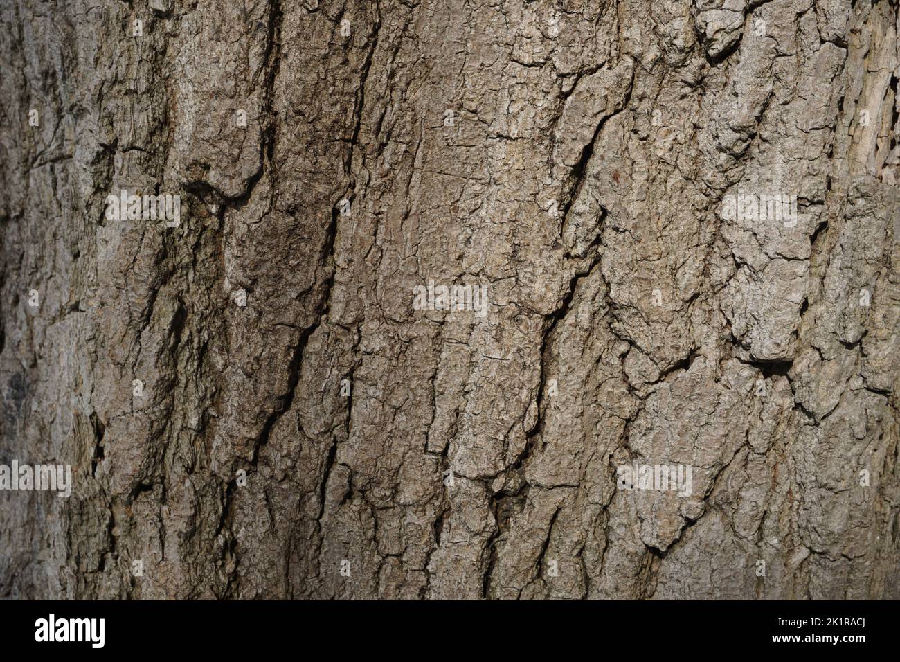 natural exterior of an old tree, background Stock Photo - Alamy
