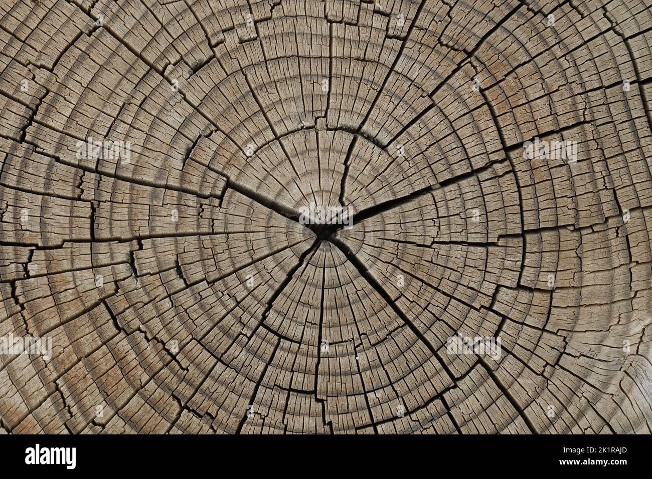 natural patterned interior of a cut old tree, background Stock Photo ...