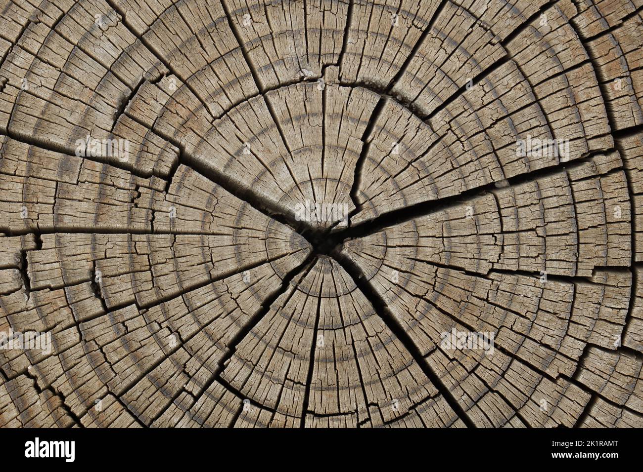 natural patterned interior of a cut old tree, background Stock Photo ...