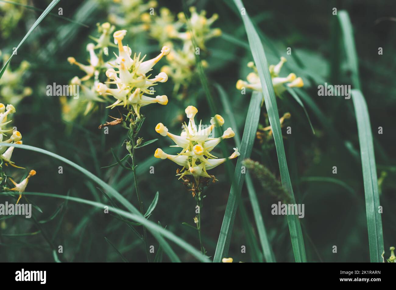 Lions mouth flower hi-res stock photography and images - Alamy