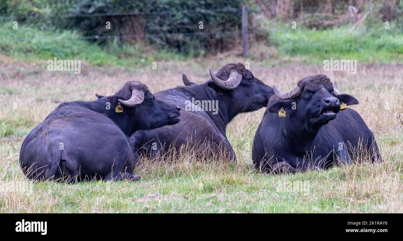 A herd of wild domestic water buffalo lying on the grass in the ...
