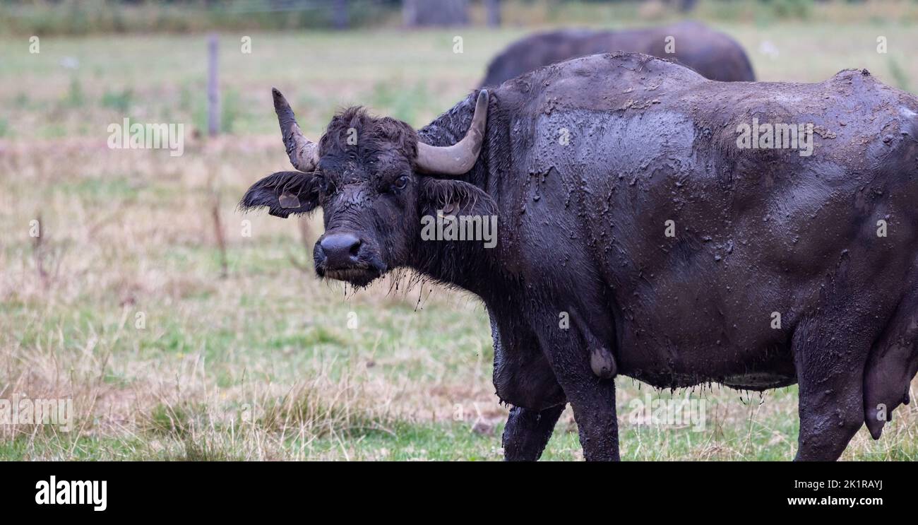 A wild domestic water buffalo walking and eating grass in the ...