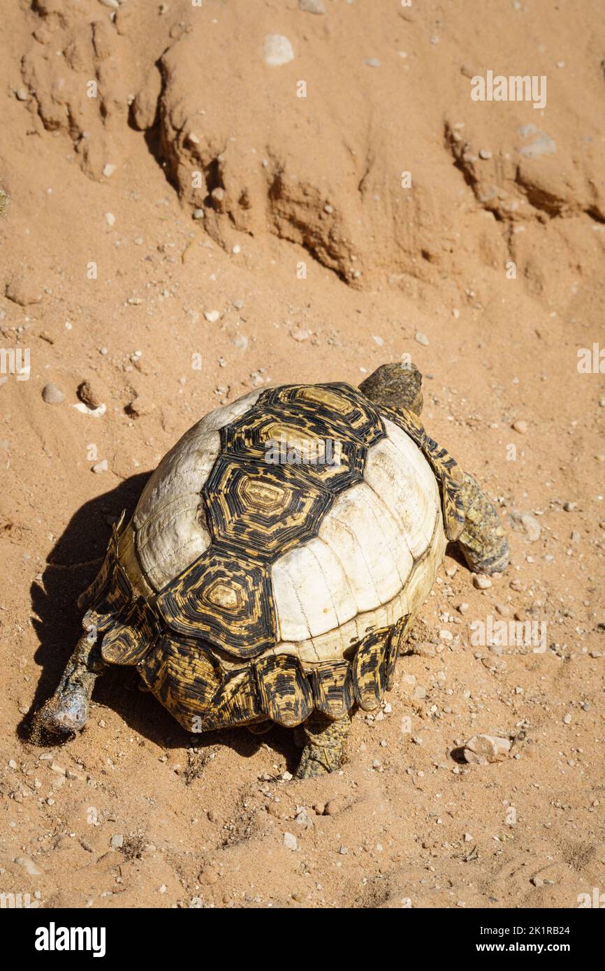 Leopard Tortoise (Stigmochelys pardalis) with pigment disorder on its ...